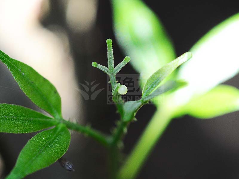 Butterfly Growing Up in Four Stages