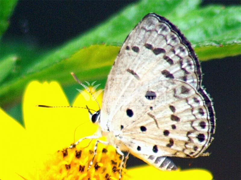 Common Butterflies in Hong Kong