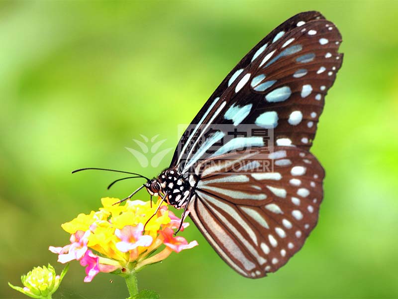 Common Butterflies in Hong Kong