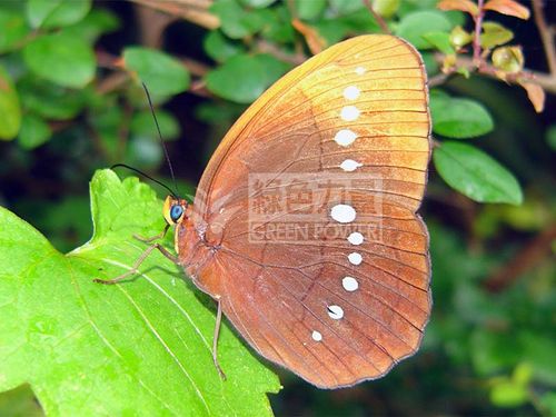 Common Butterflies in Hong Kong