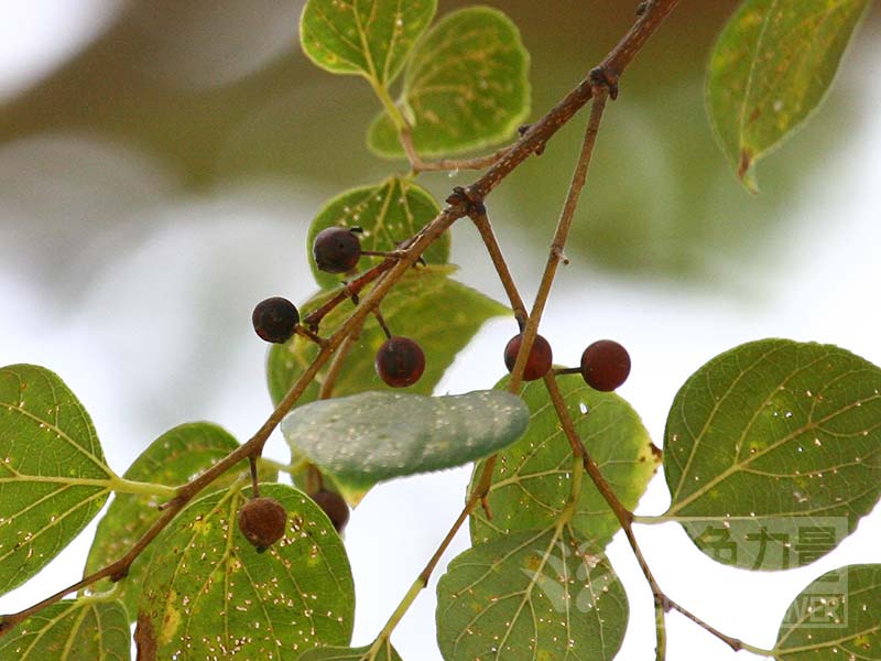 Pak Tam Chung Family Walk