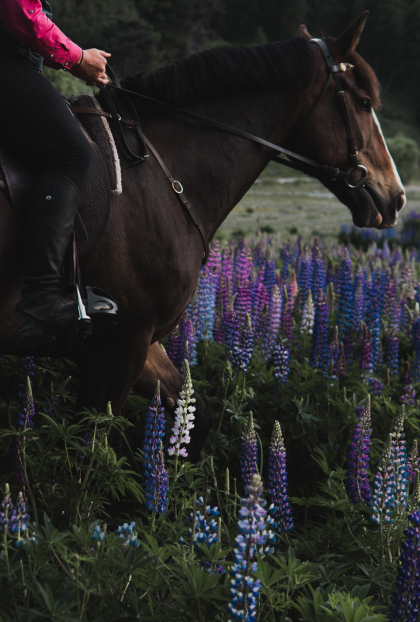 Activities in Lake Tekapo | Cairns Alpine Resort and Golf Club