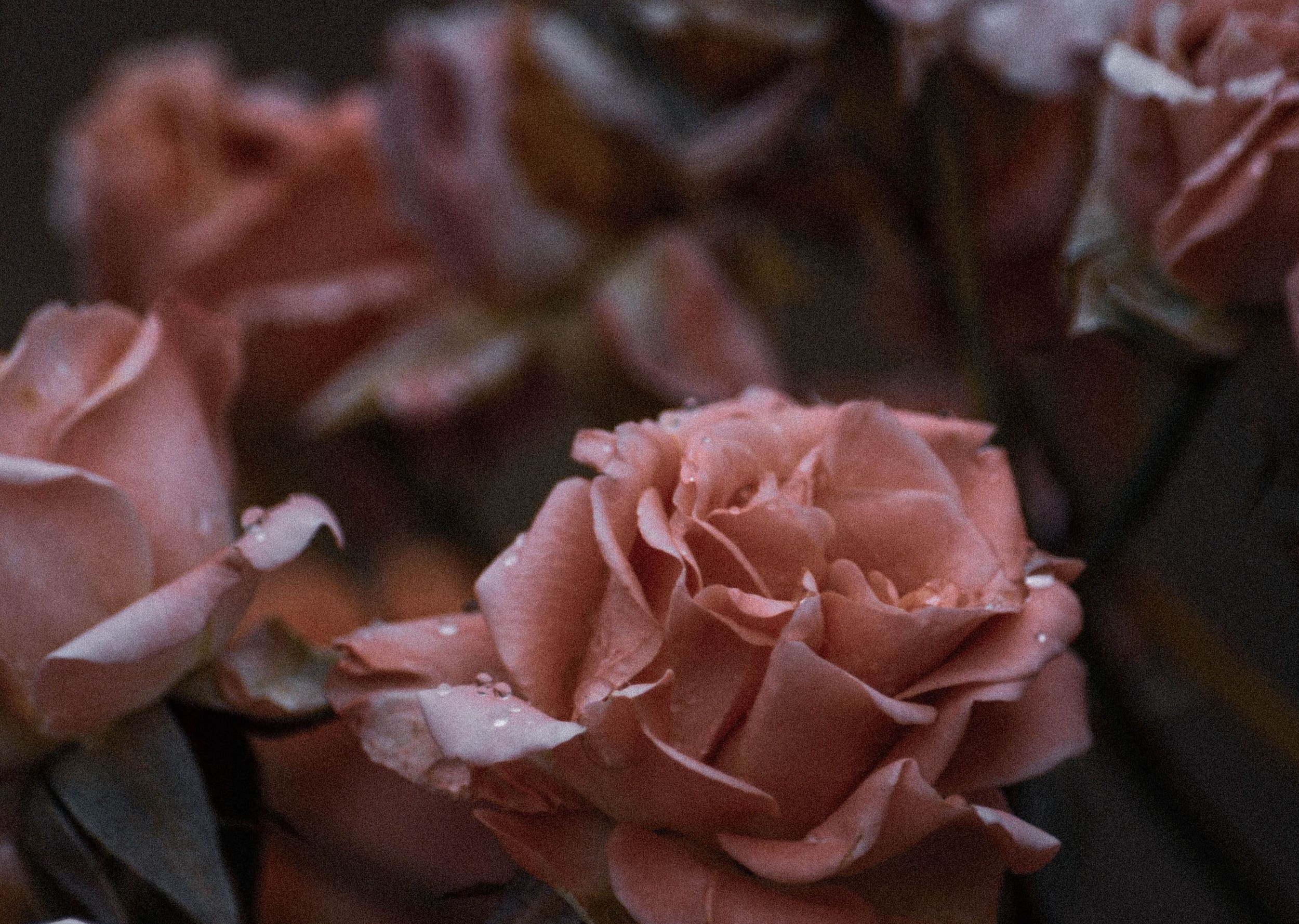 How to Forgive Yourself - Rose Wellness Counseling