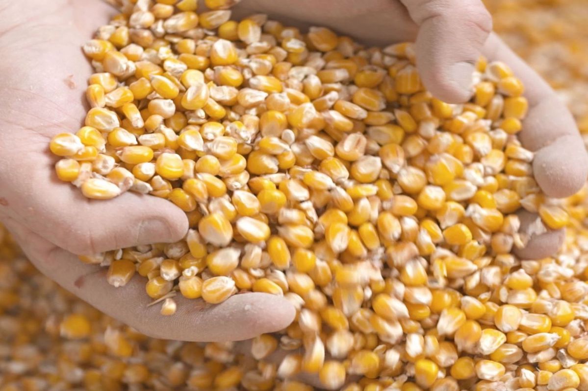 Résultats d'essai fertilisation maïs : faire 20 quintaux de plus avec ...