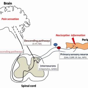Pain and Nociception - Part 2