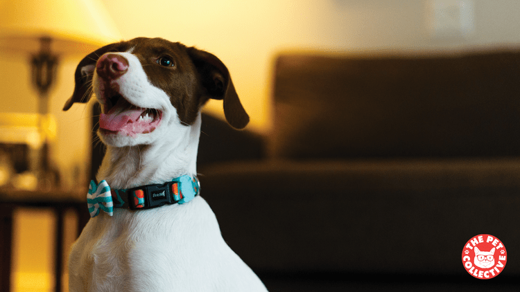 How Loop TV App is Different from UPshow