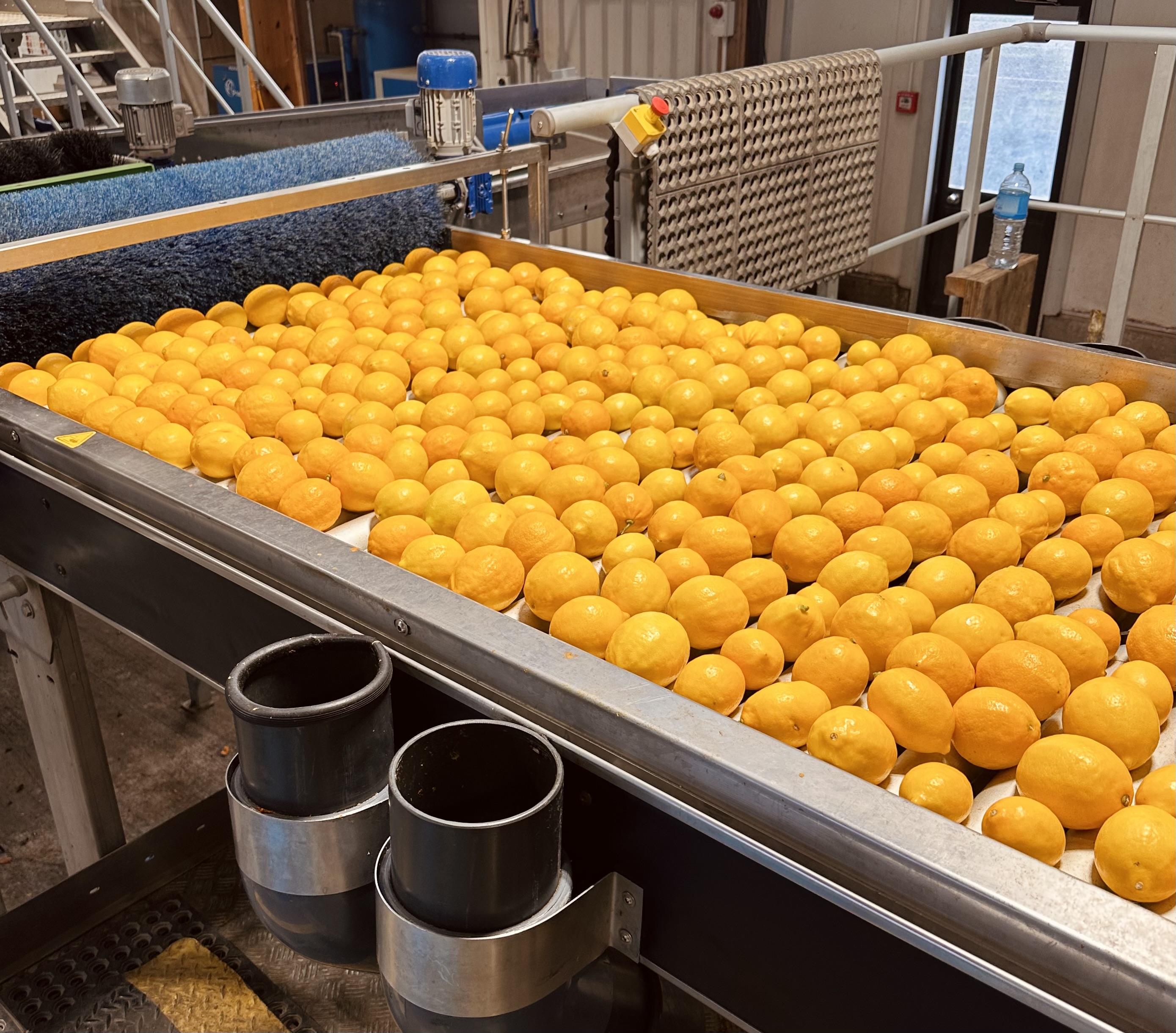 An Unusual Citrus Harvesting Season | Wonky Blog