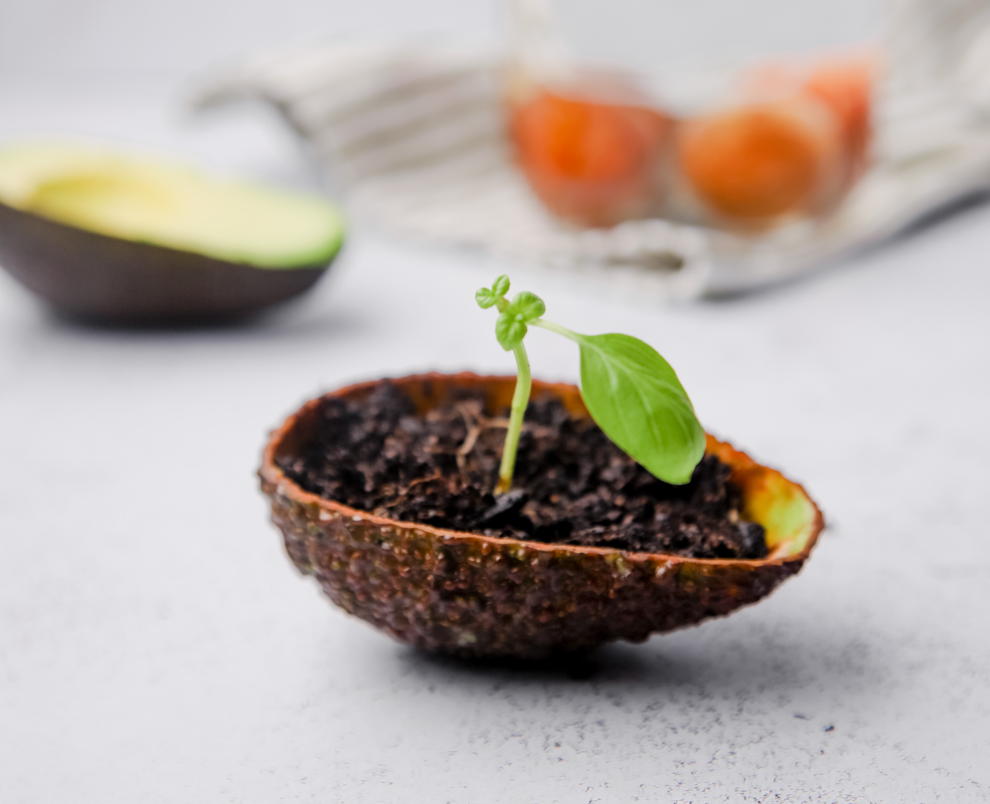 Creative Ideas for Avocado Stones & Skins | Wonky Box