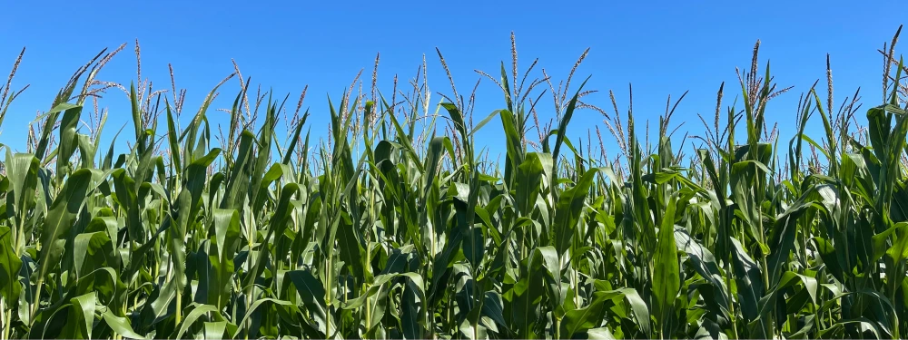 COP27: Food In Focus | Wonky Blog