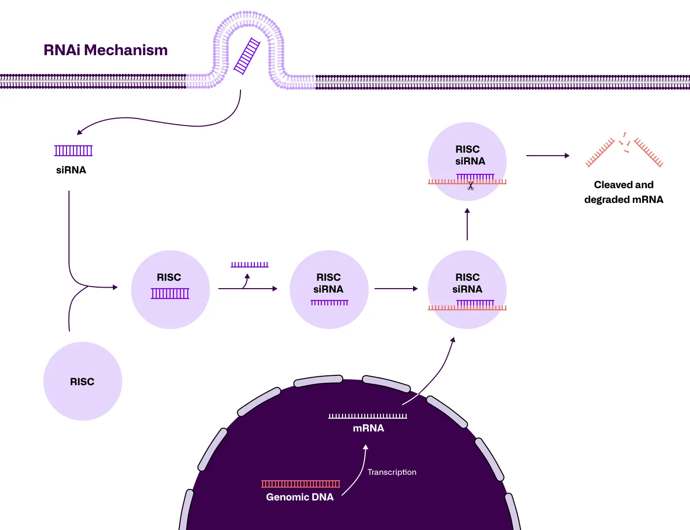 Petunia - The New Framework for RNAi Design - Loka