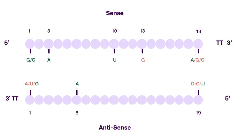 Petunia - The New Framework for RNAi Design - Loka