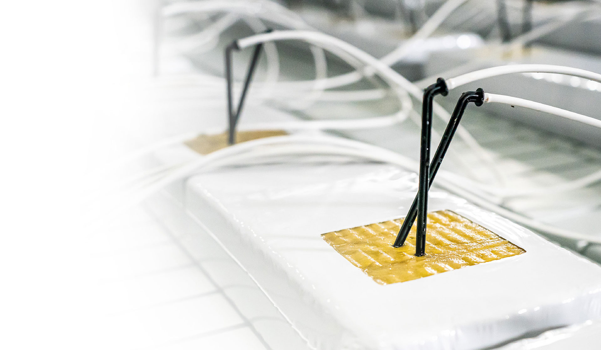 Line Cleaning | Athena Renew and Reset for Growers