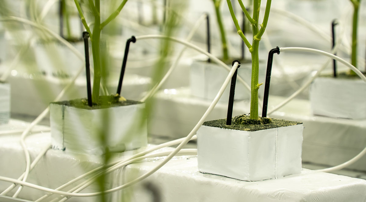 Athena Pro Line | Fertilizantes Solubles en Seco para Profesionales