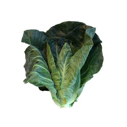 Spring green growers and suppliers