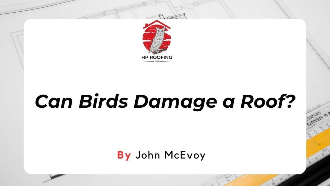 Can Birds Really Damage Your Roof? Myths and Facts