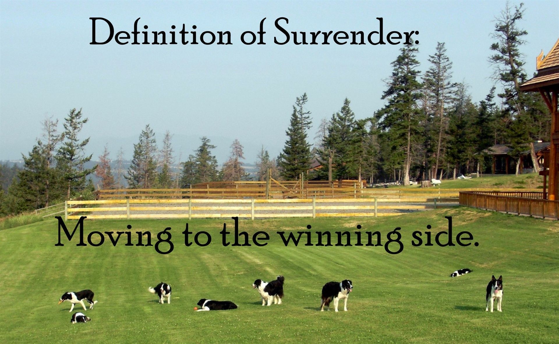 Surrender to Win - Serenity Vista