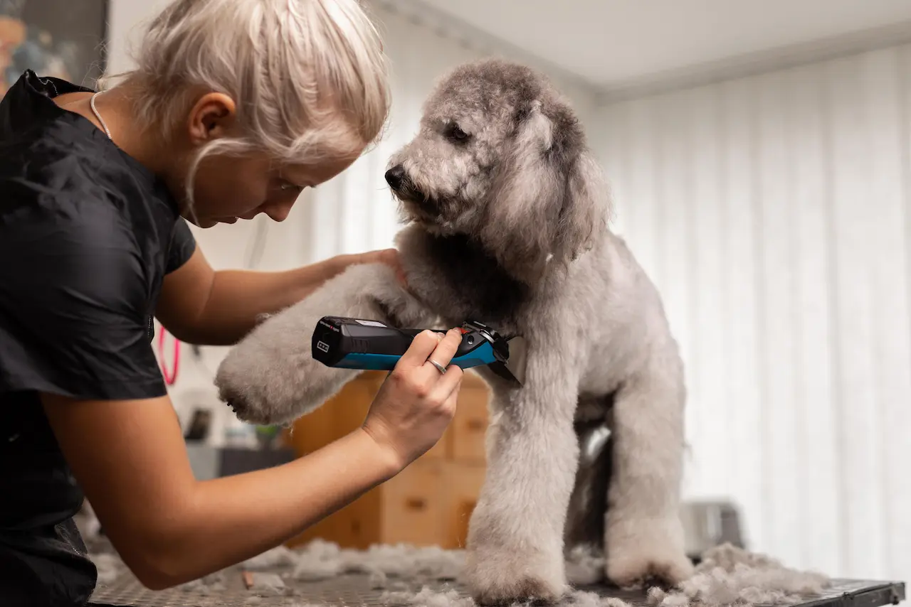 Level-3 Diploma in Dog Grooming