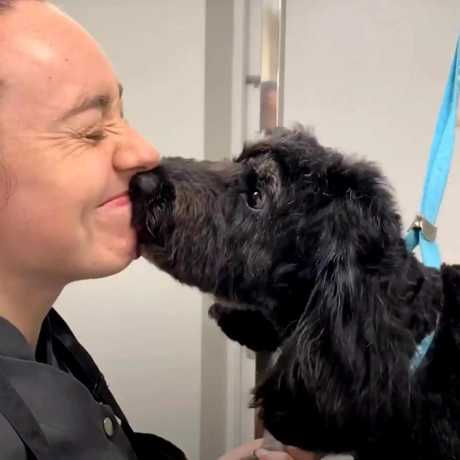 Level-3 Diploma in Dog Grooming