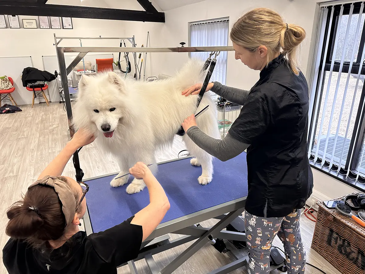 Dog Grooming Taster Session - A career in dog grooming awaits