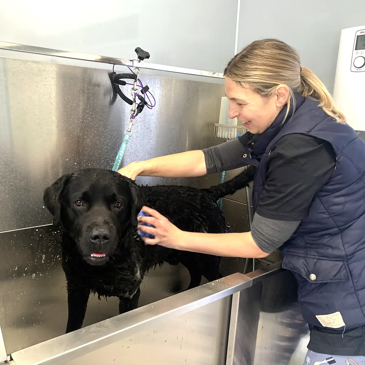 Level-3 Diploma in Dog Grooming