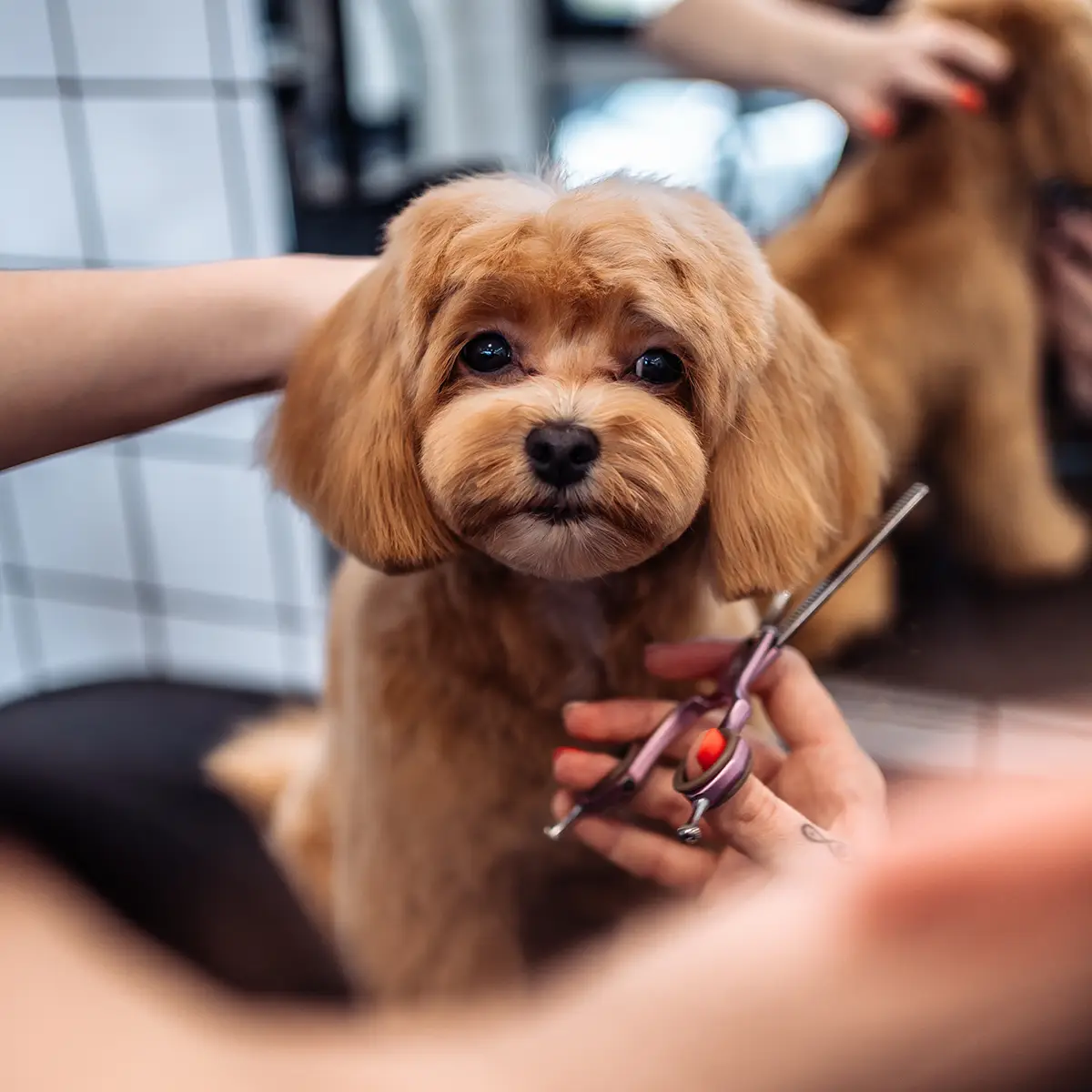 Dog Grooming Courses in Hampshire | Upper Hound Dog Grooming