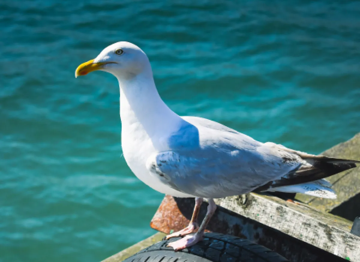 Rix Marine Gas Oil & Bunker Fuel | Get A Quote Today | Rix