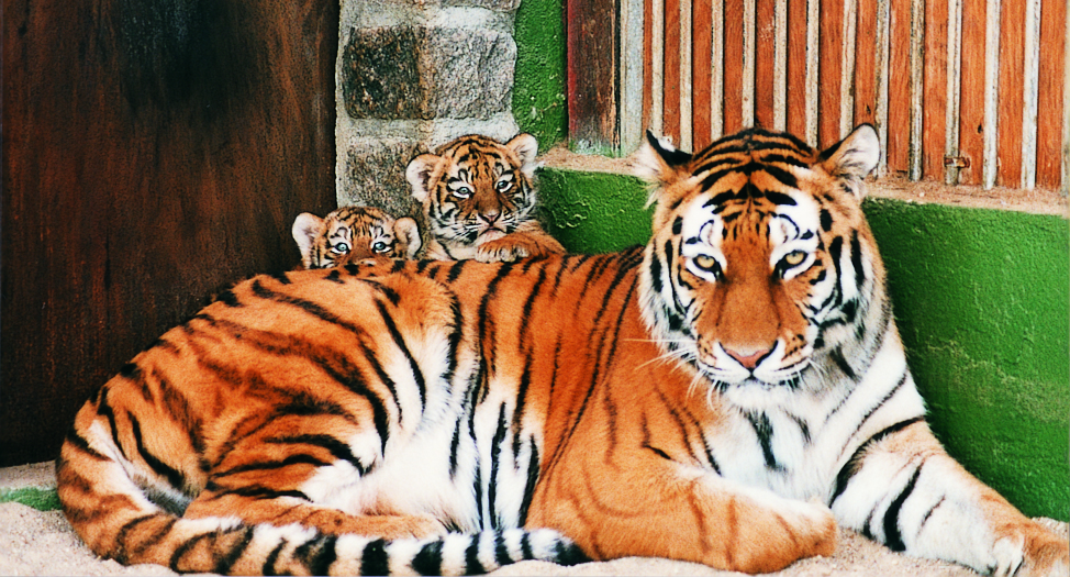 Jyllands Park Zoo | FerieDanmark