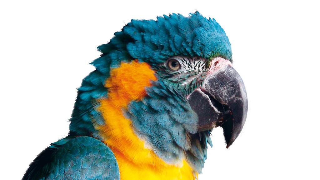 Danmarks Fugle Zoo | FerieDanmark