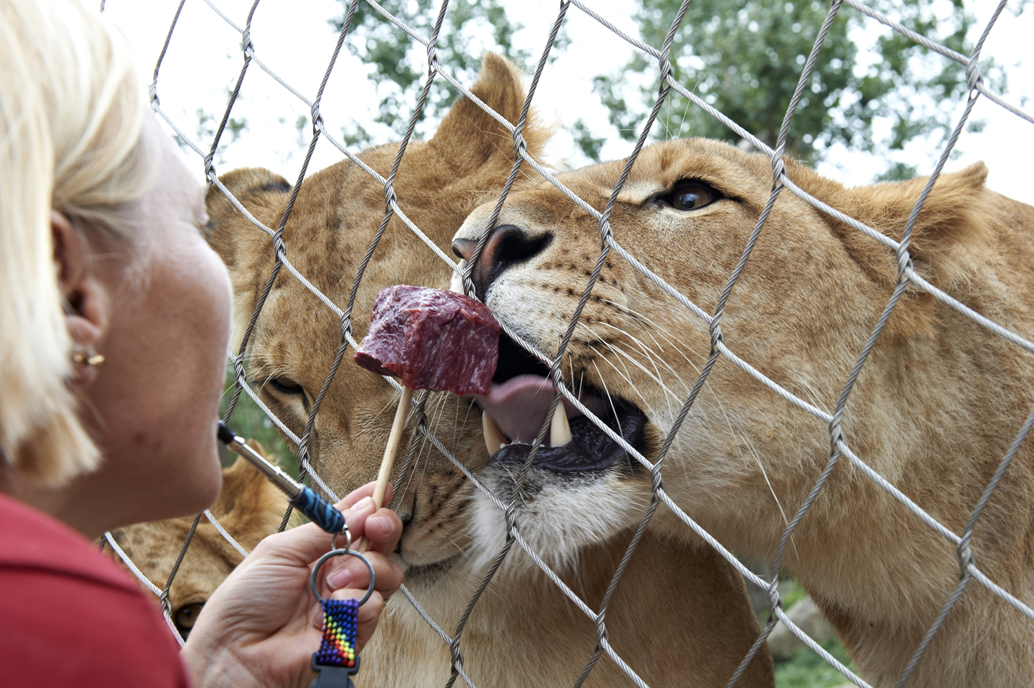 Odense ZOO | FerieDanmark