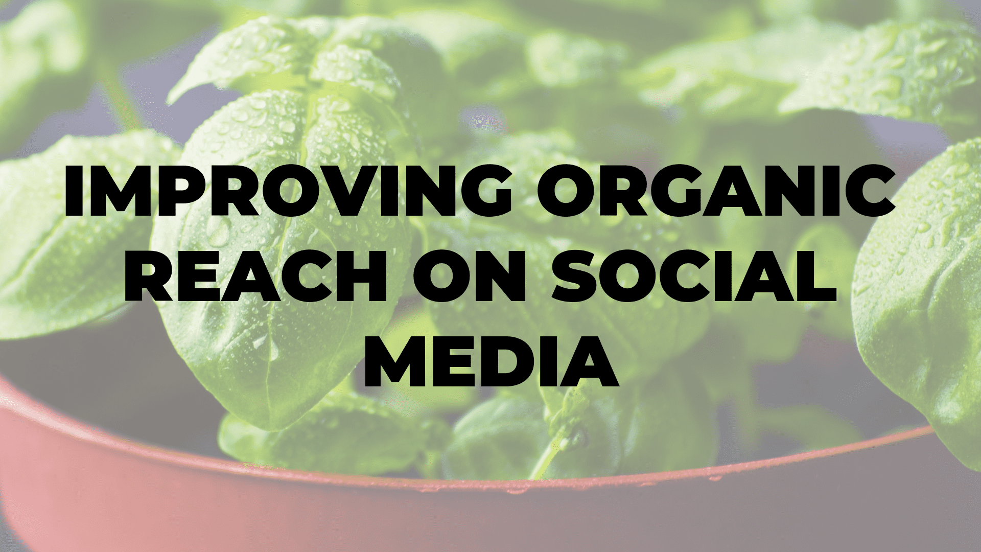 Improving Organic Reach on Social Media - 99dollarsocial