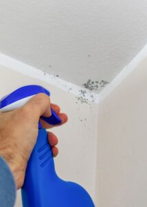 Black Mould Removal Services - Safe & Effective Solutions