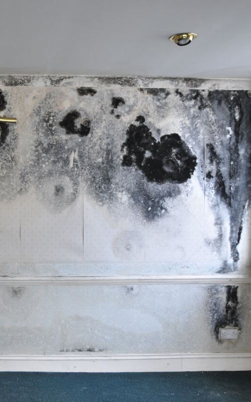 Black Mould Removal Services - Safe & Effective Solutions