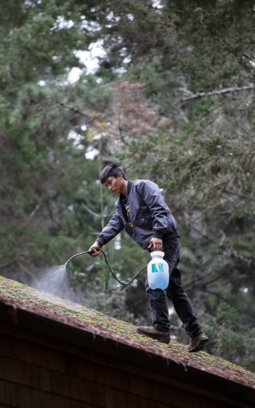 Roof Moss Removal: Effective Treatment for Healthier Roofs