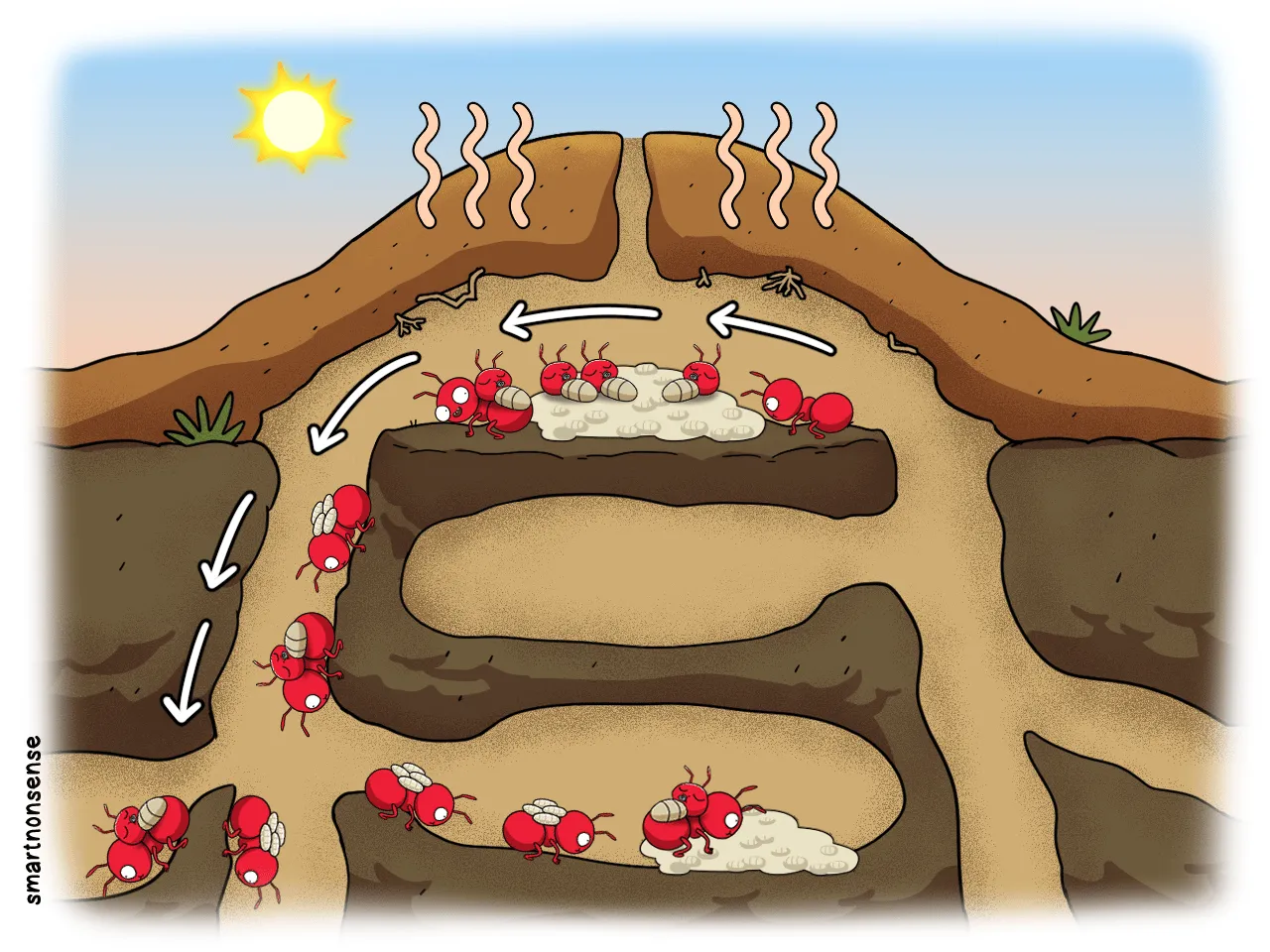 What’s Inside an Anthill? 🐜