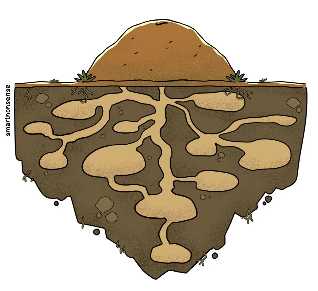 What’s Inside an Anthill? 🐜