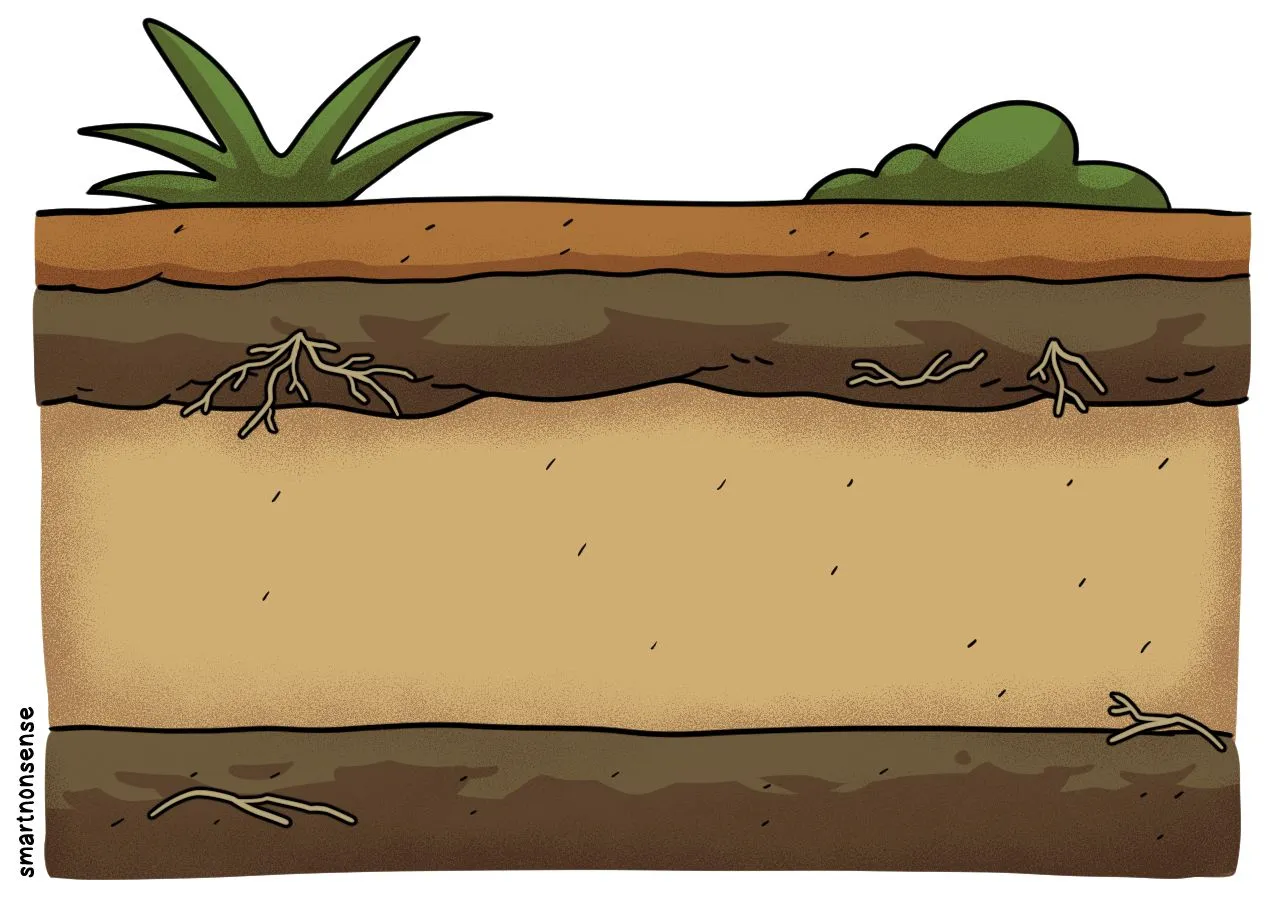 What’s Inside an Anthill? 🐜