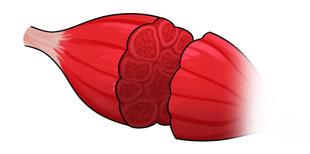 How Are Ants So Strong? 🐜