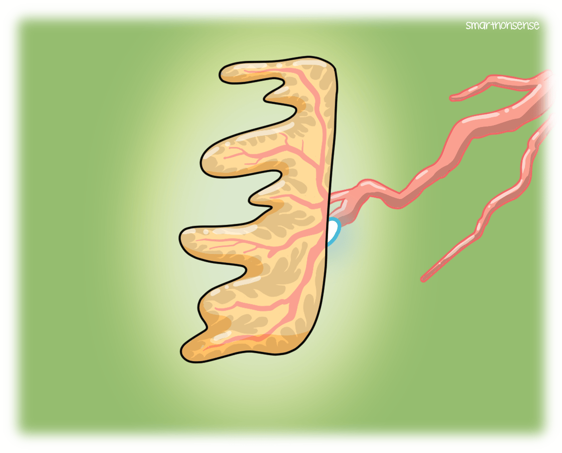 How Do Electric Eels Make Electricity? ⚡