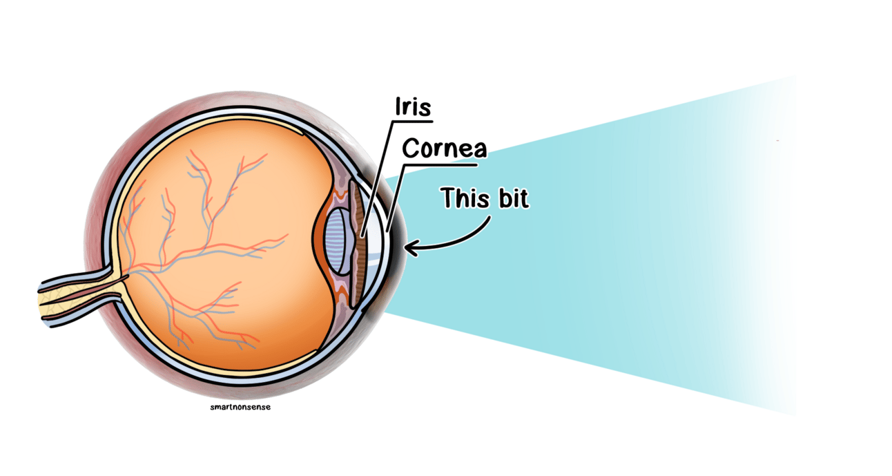 How Do Glasses Help Us See? 👓