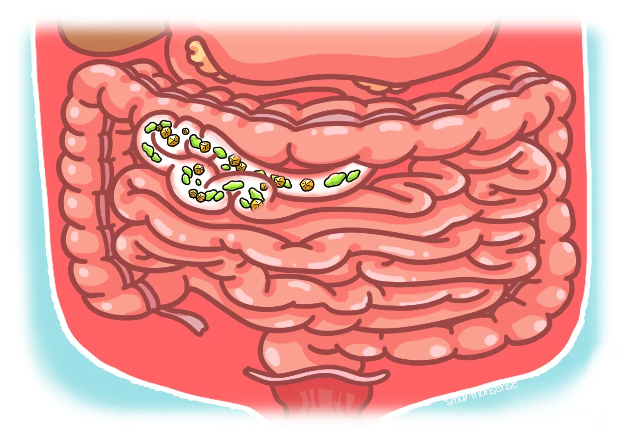 Why Do Beans Make You Fart? 🫘