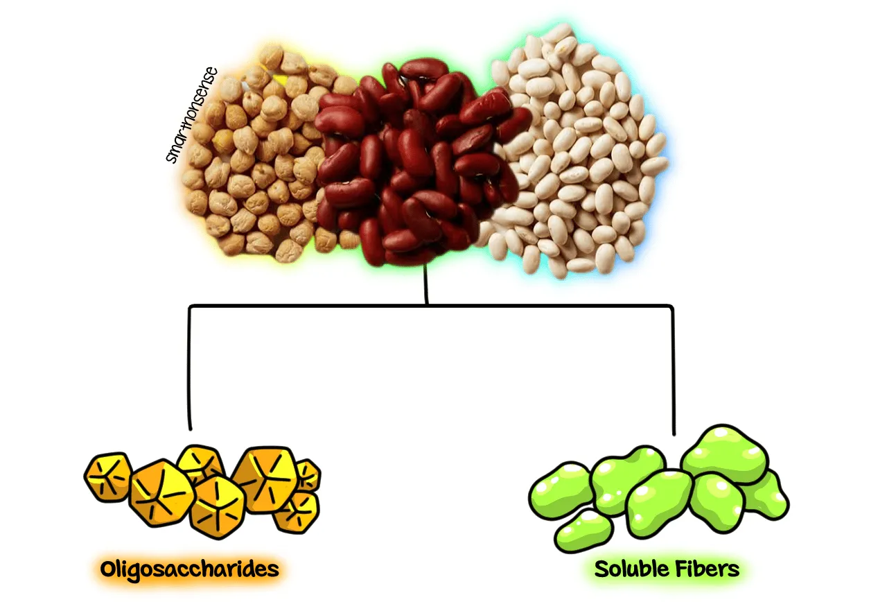 Why Do Beans Make You Fart? 🫘