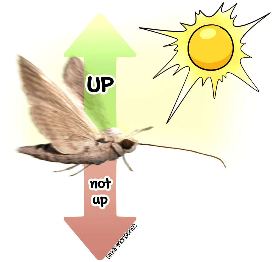 Why Are Insects Drawn to Artificial Lights?🪰