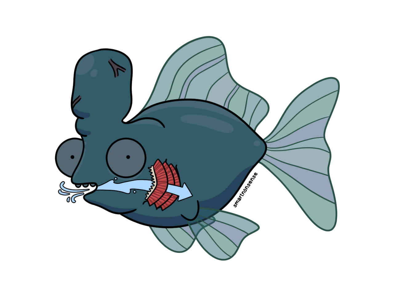 How Do Fish Breathe? 🐟