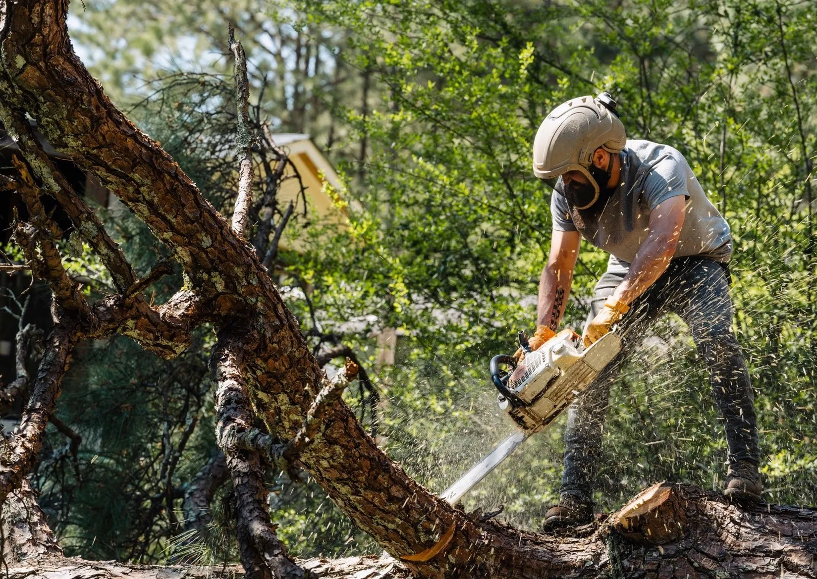 Georgia Pro Tree Services | Expert Tree Professionals