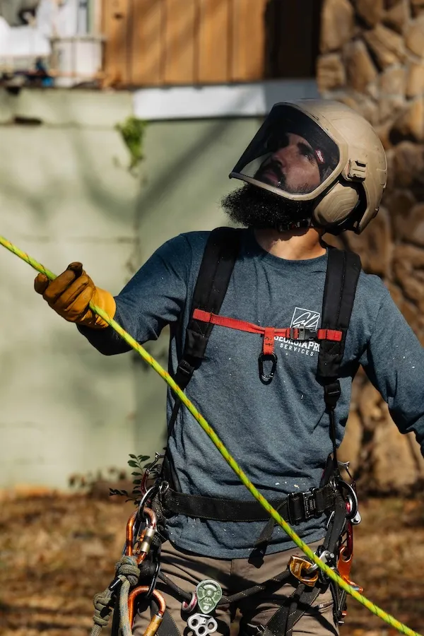 Tree Risk Assessment | Georgia Pro Services