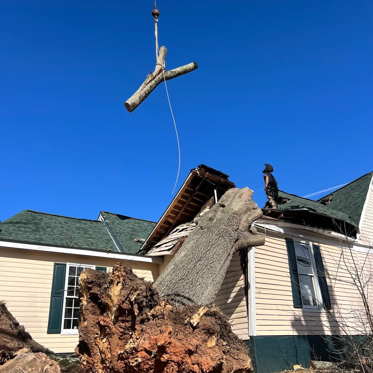 Georgia Pro Tree Services | Expert Tree Professionals