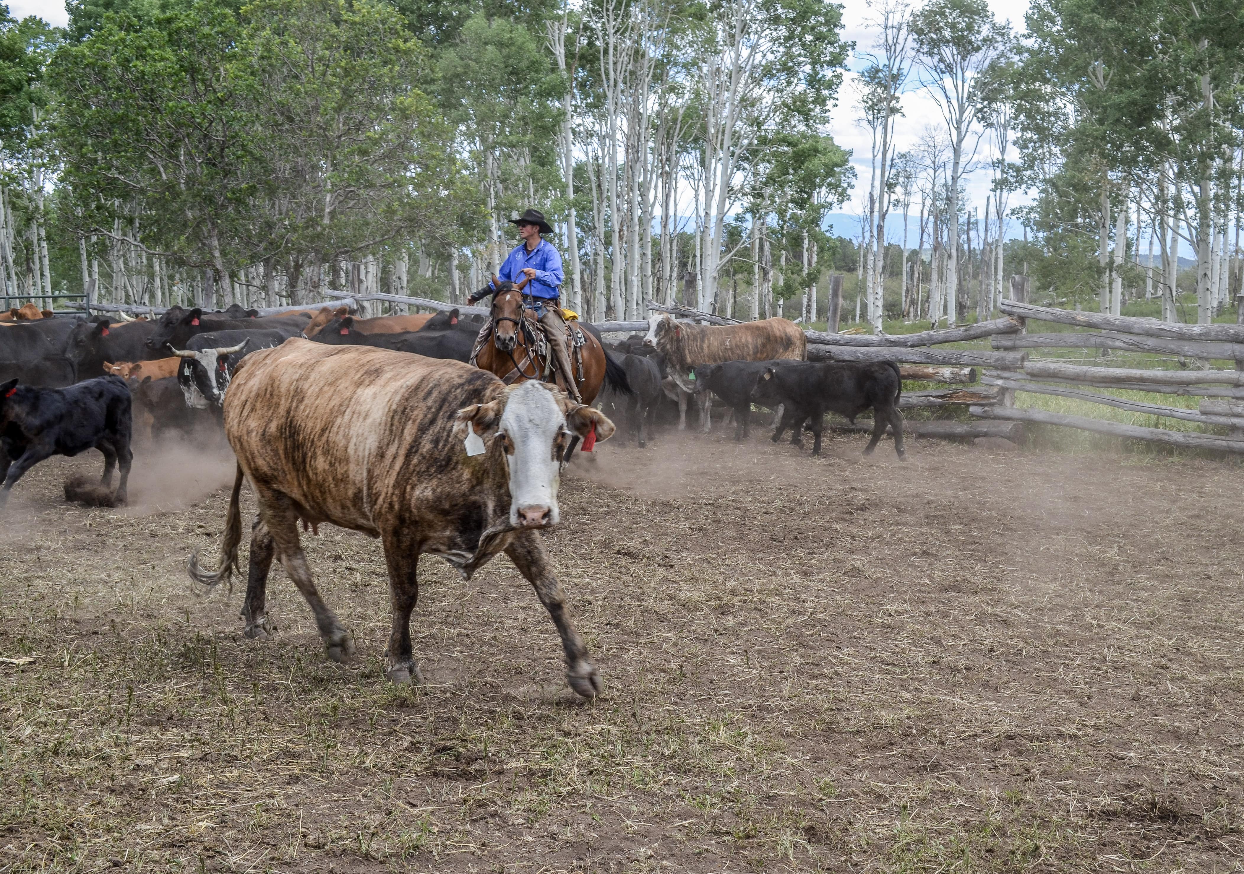 5 Components of a Sustainable Ranch Operation | Redd Summit Advisors
