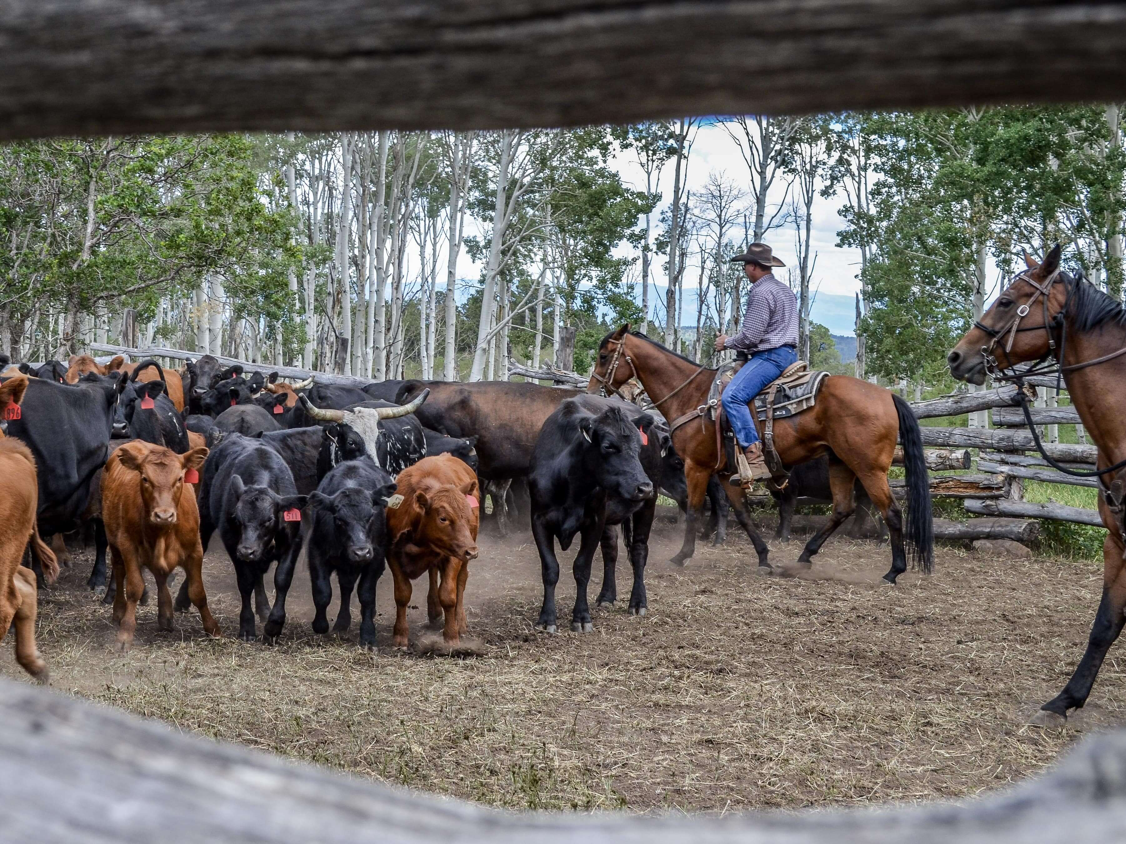 How Sustainability and Good Range Management Go Hand In Hand | Redd ...