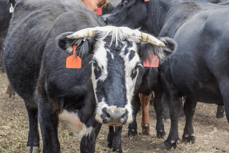 Cull Cow Management Considerations for Spring & Fall | Redd Summit Advisors