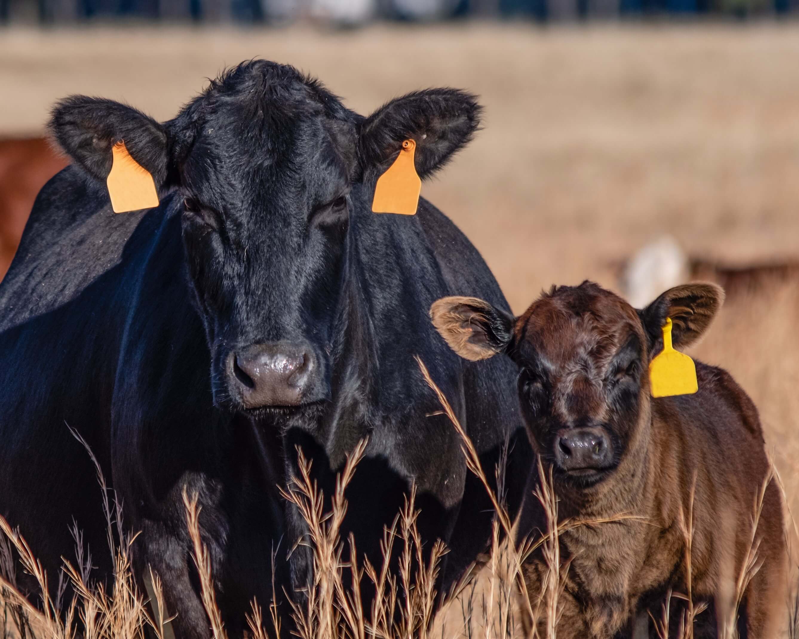 What’s the Best Beef Cow Replacement Strategy? | Redd Summit Advisors